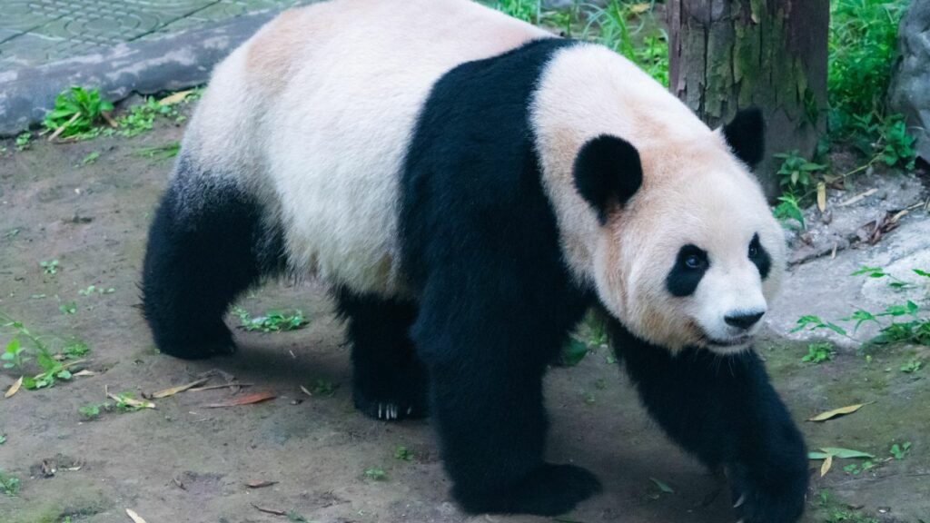 Il miracolo del Panda: non è più a rischio estinzione